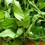 Spinach – Kalipayan Natural Farm